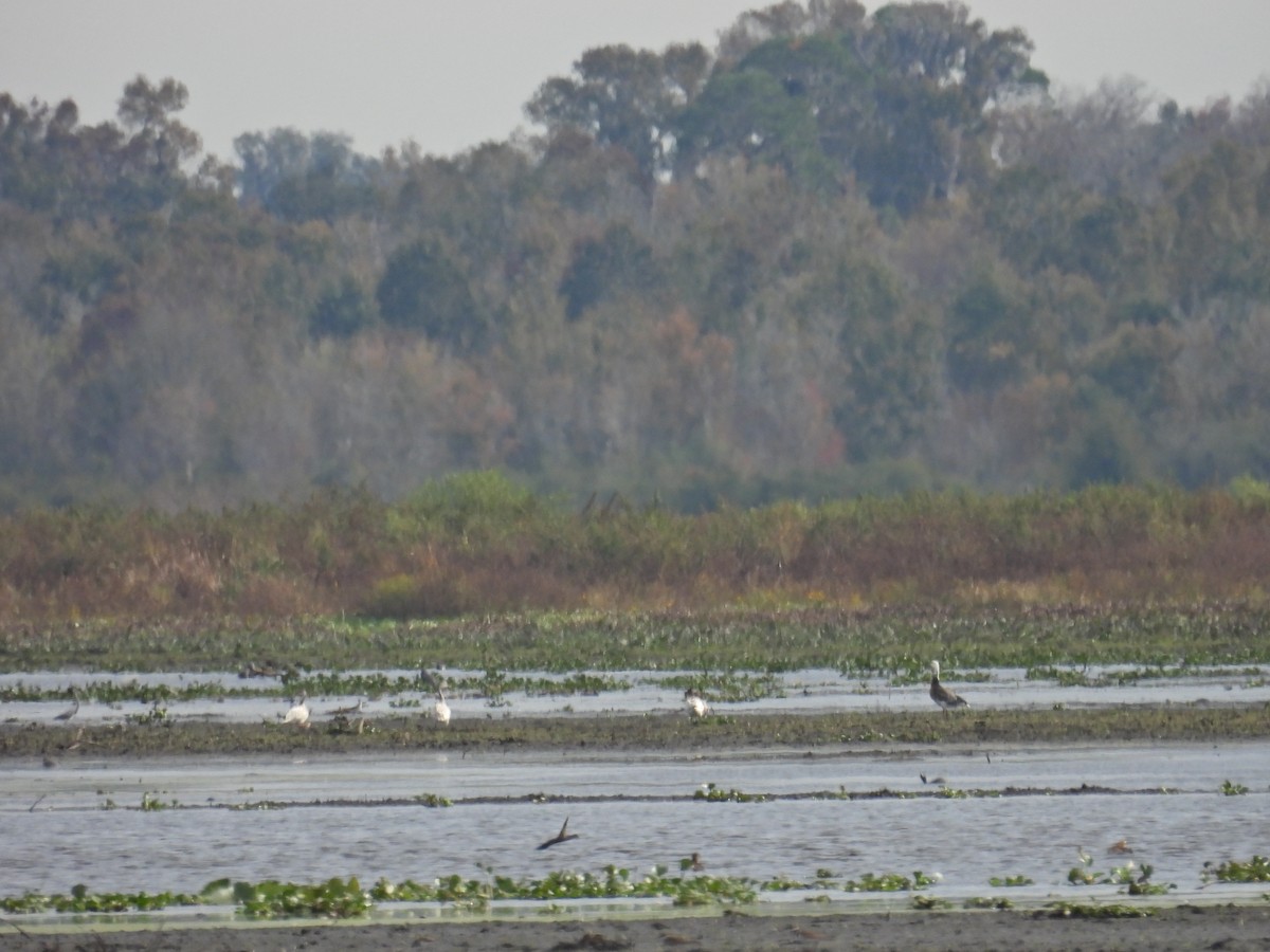 eBird Checklist - 8 Dec 2023 - Paynes Prairie Preserve SP--Bolen Bluff ...