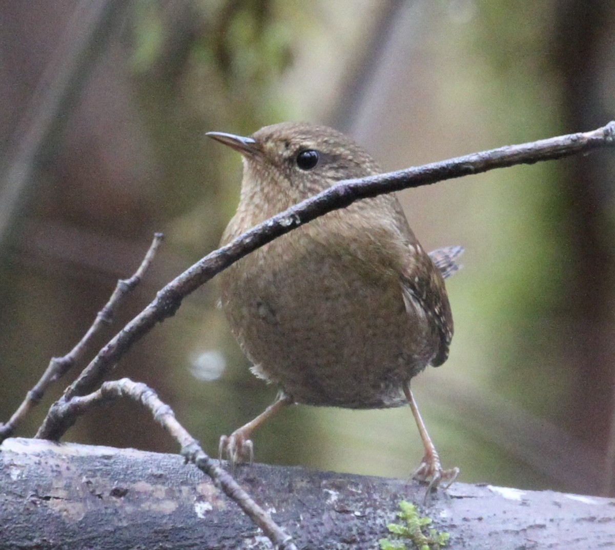 eBird Checklist - 8 Dec 2023 - Barnaby Slough - 16 species
