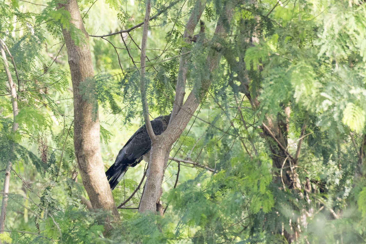 eBird India Checklist - 9 Dec 2023 - Merces, Near Suruchi beach - 54 ...