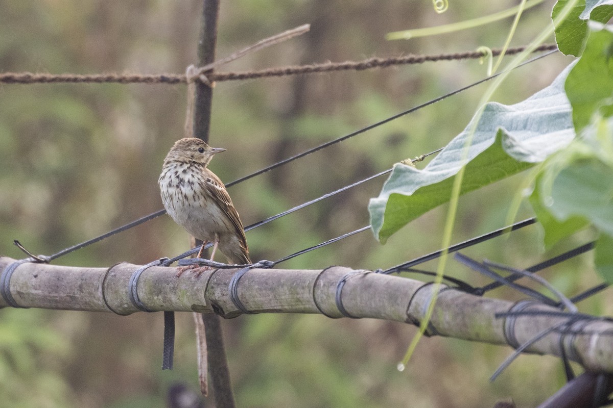 eBird India Checklist - 9 Dec 2023 - Bena, Near Suruchi Beach - 20 ...