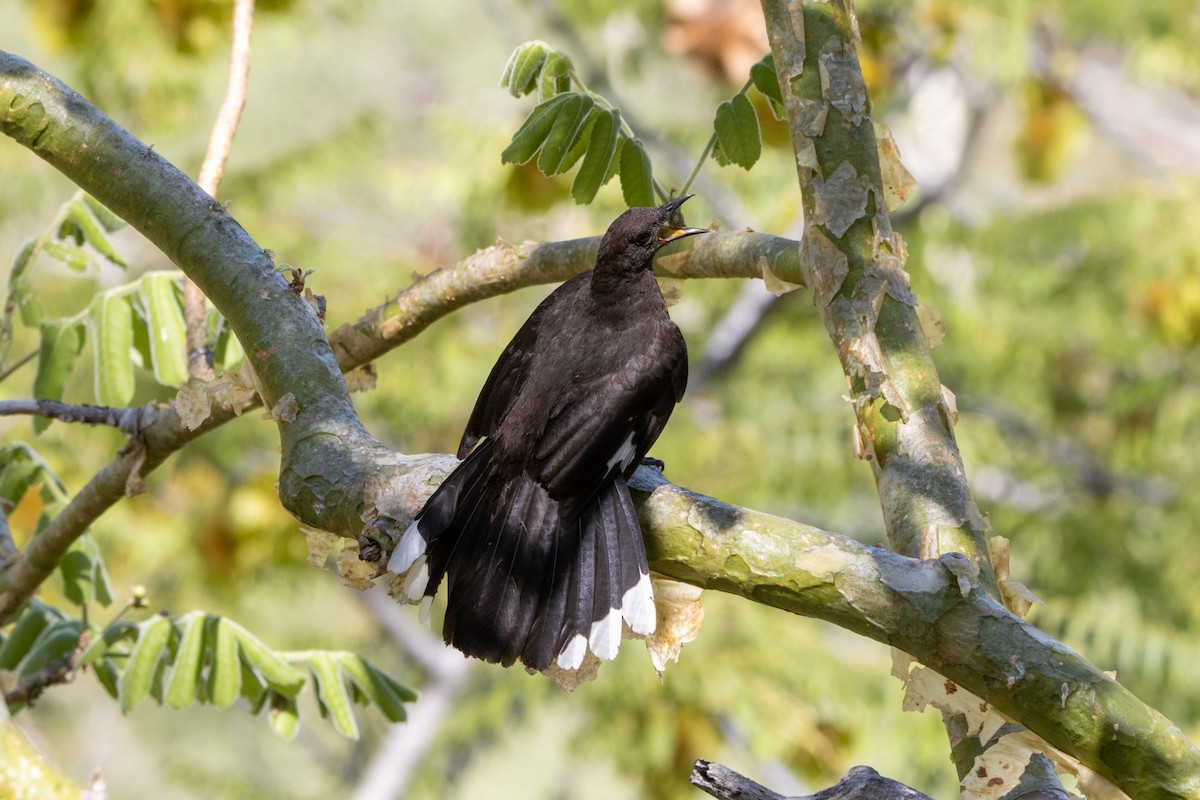 eBird Checklist - 3 Dec 2023 - Boulder Chat Boulders, Chikwenya ...