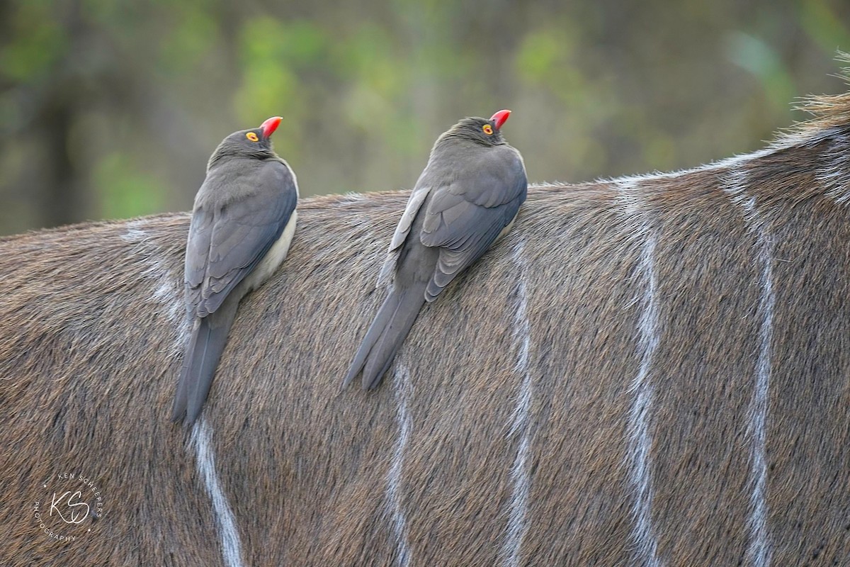 eBird Checklist - 10 Sep 2023 - Letaba Rivet - 1 species