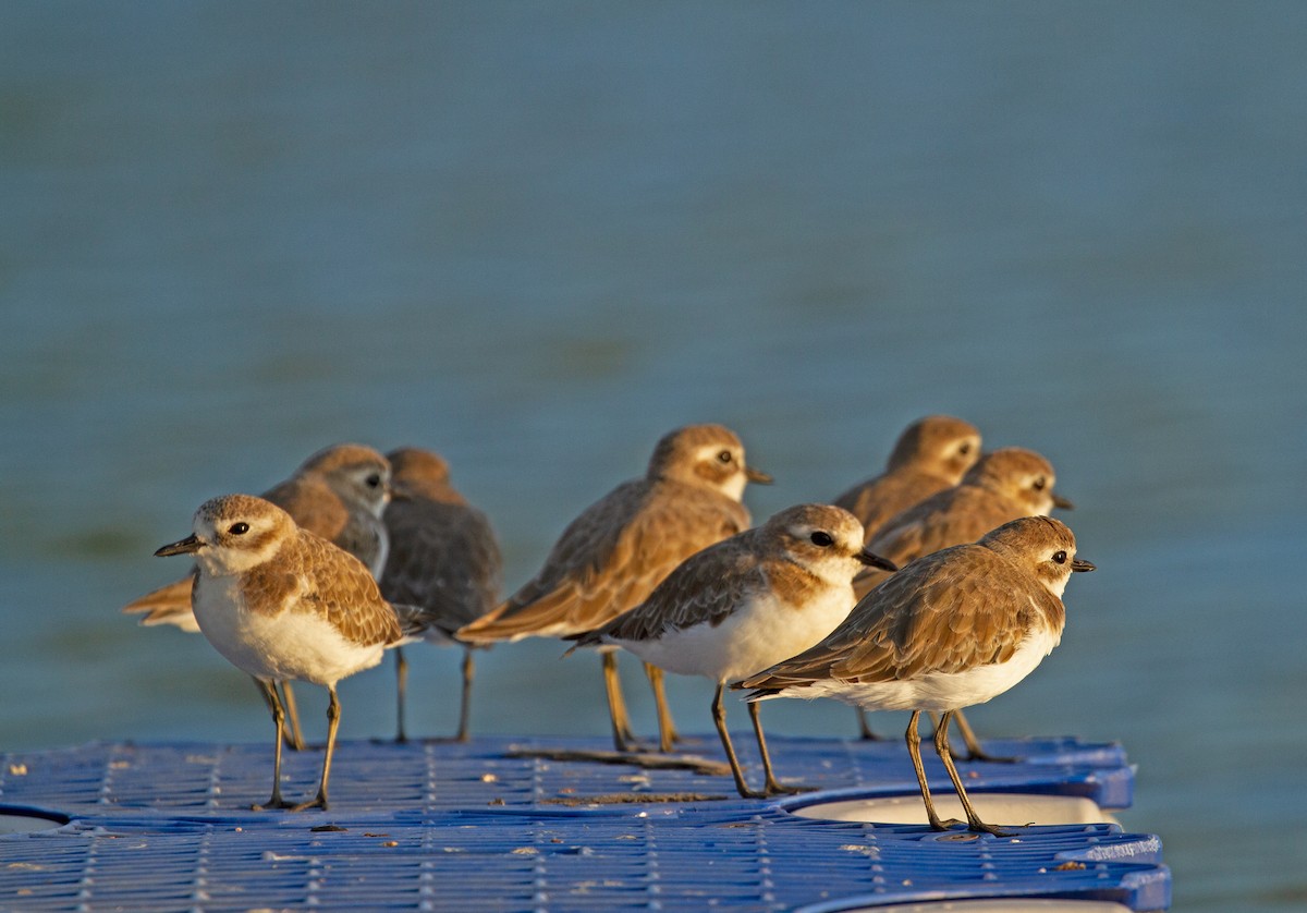 eBird India Checklist - 12 Oct 2023 - INA Ezhimala - 4 species