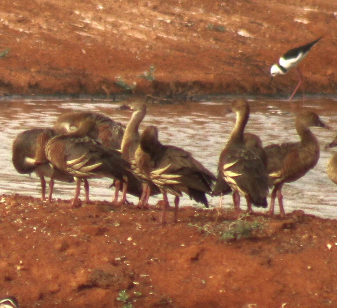 eBird Checklist - 11 Nov 2023 - Walkabout Wastewater Treatment Plant ...