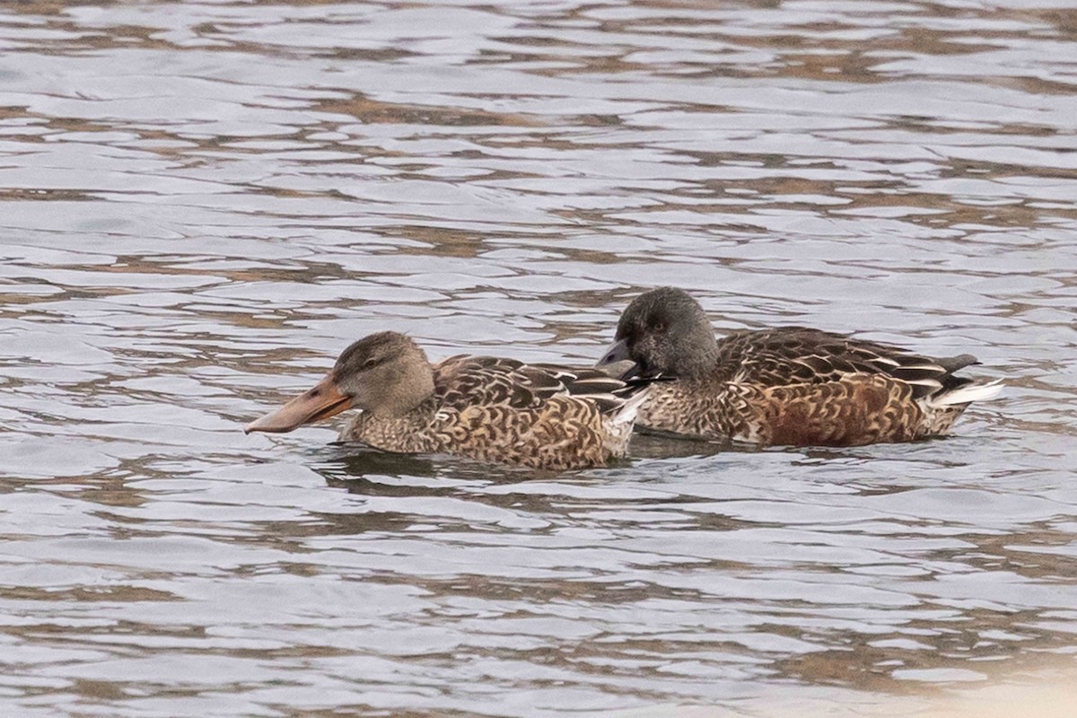 eBird Checklist - 9 Dec 2023 - Fox Valley Pond (Stone Lake) - 5 species
