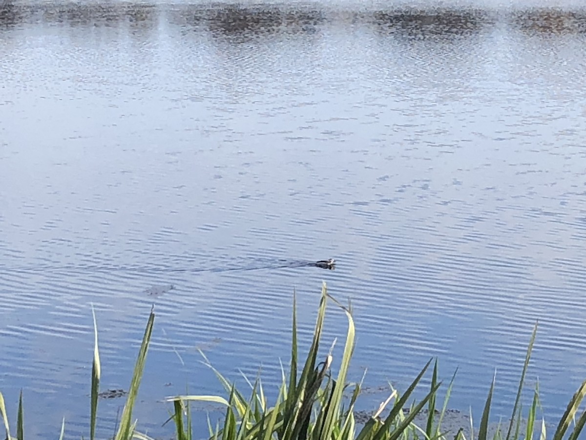 eBird Checklist - 9 Dec 2023 - Phinizy Swamp Nature Park - 51 species ...