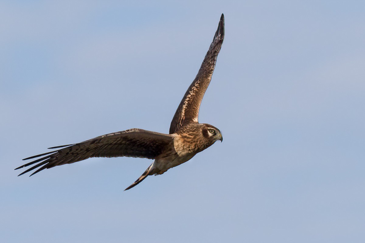 eBird Checklist - 9 Dec 2023 - Roosevelt Wetland - 48 species (+1 other ...