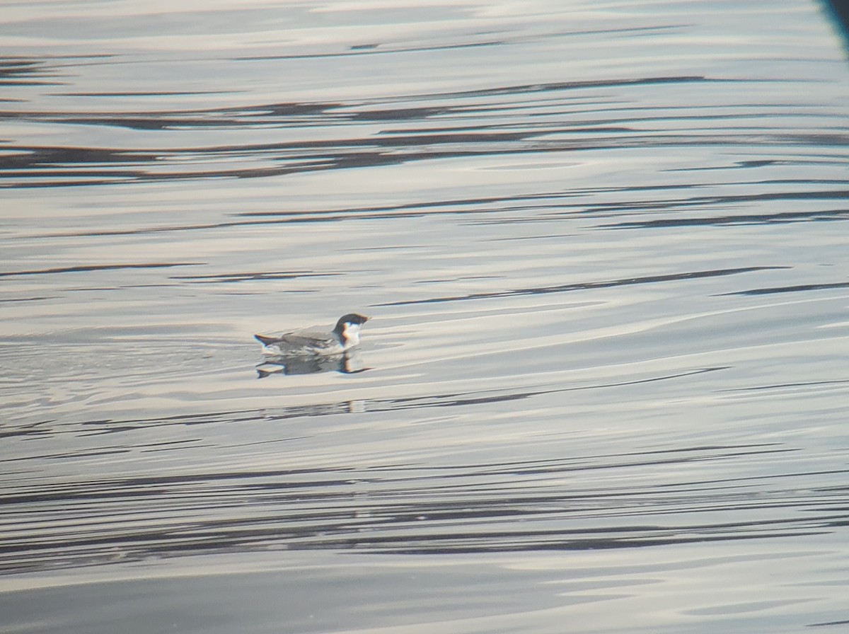 eBird Checklist - 9 Dec 2023 - Two Harbors--Lighthouse Point - 5 species