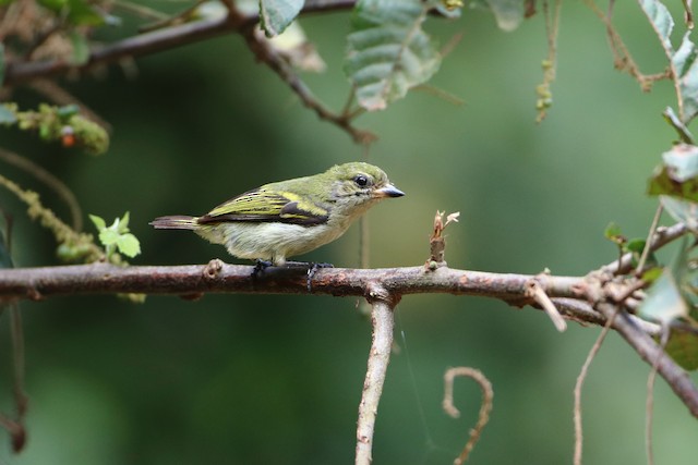Photos - Green Tinkerbird - Pogoniulus simplex - Birds of the World