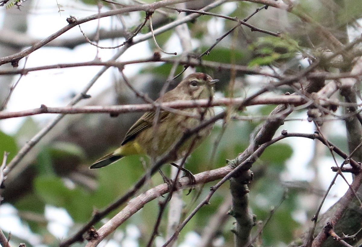 eBird Checklist - 8 Dec 2023 - Acequia Park Trail, Confluence Park - 11 ...