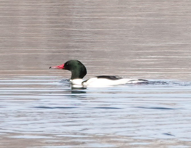 eBird Checklist - 9 Dec 2023 - Waneka Lake/Greenlee Preserve - 24 species