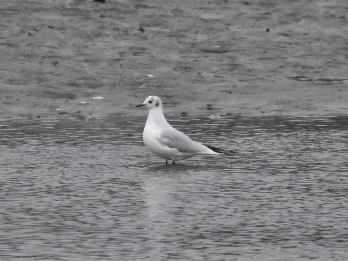 Mass Audubon eBird Checklist - 9 Dec 2023 - Bluefish River Marshes - 6 ...