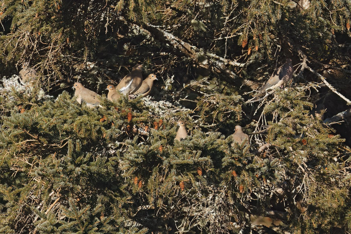 eBird Checklist - 9 Dec 2023 - Rue du Cap-Barré, Percé CA-QC (48.5278 ...