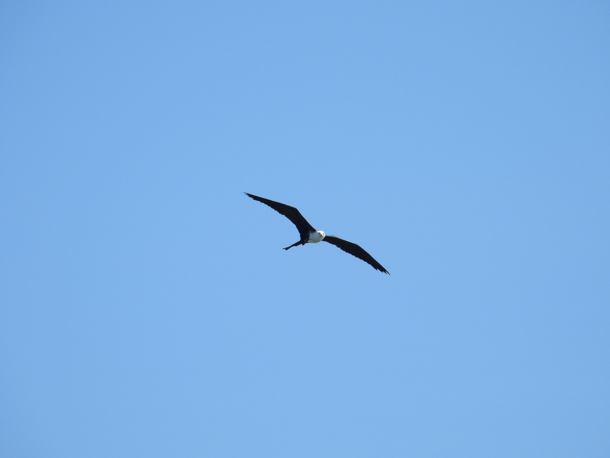 eBird Checklist - 7 Oct 2023 - Curry Hammock SP--FL Keys Hawkwatch - 24 ...