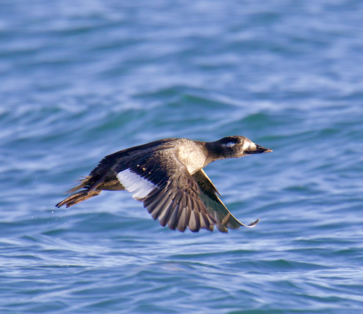 eBird Checklist - 9 Dec 2023 - Pyramid Lake--The Tamaracks - 9 species