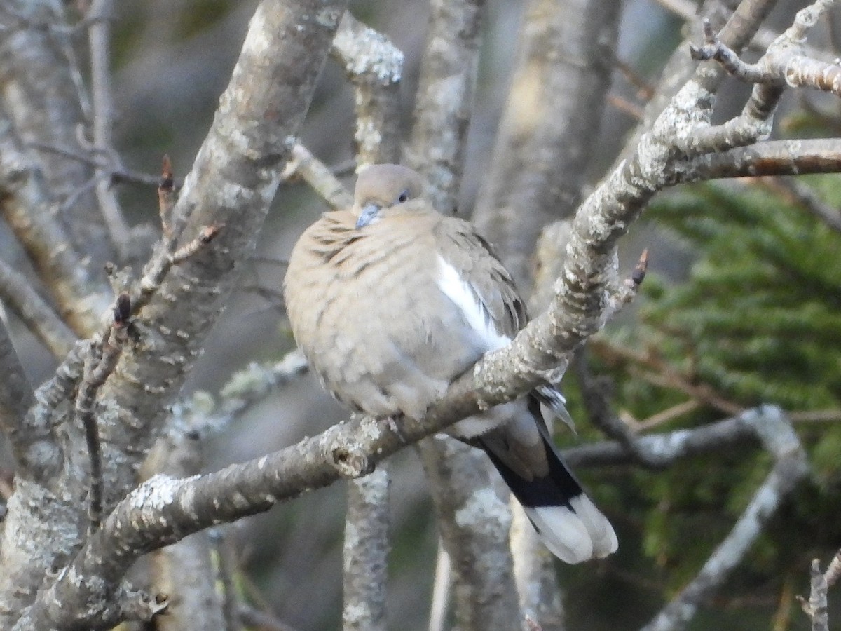 eBird Checklist - 9 Dec 2023 - Rue du Cap Barré - 3 species