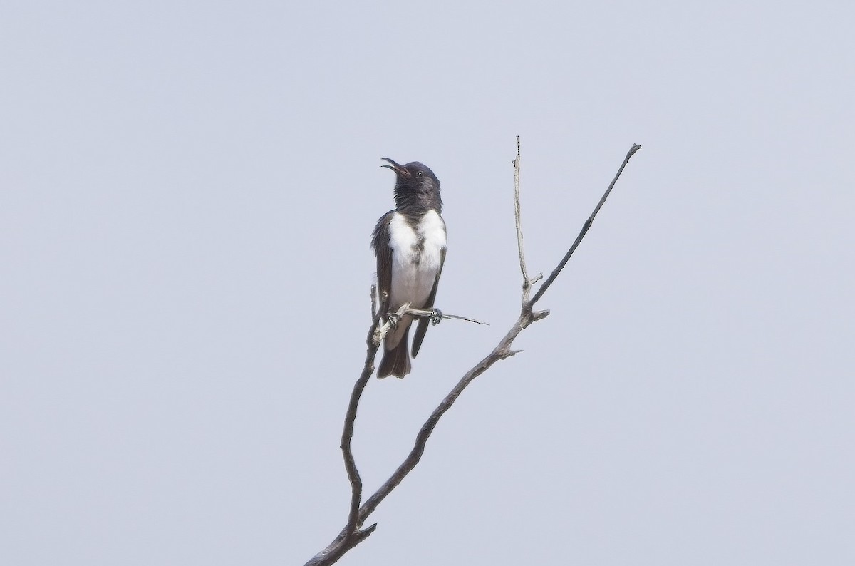 eBird Checklist - 10 Sep 2023 - Hattah-Kulkyne National Park--Nowingi ...