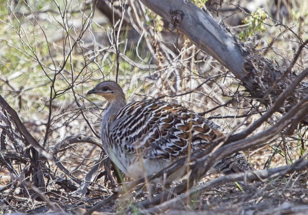 eBird Checklist - 10 Sep 2023 - Hattah-Kulkyne National Park--Nowingi ...