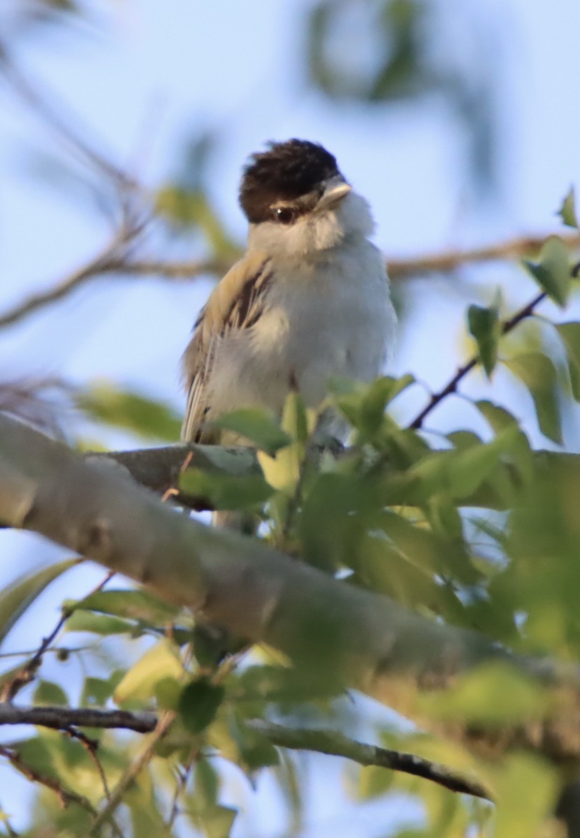 eBird Checklist - 9 Dec 2023 - resaca de la palma - 15 species