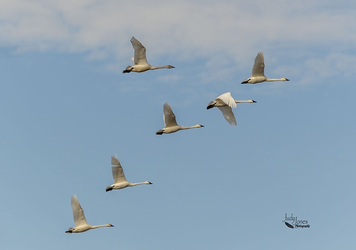 eBird Checklist - 9 Dec 2023 - Mackay Island NWR - 55 species