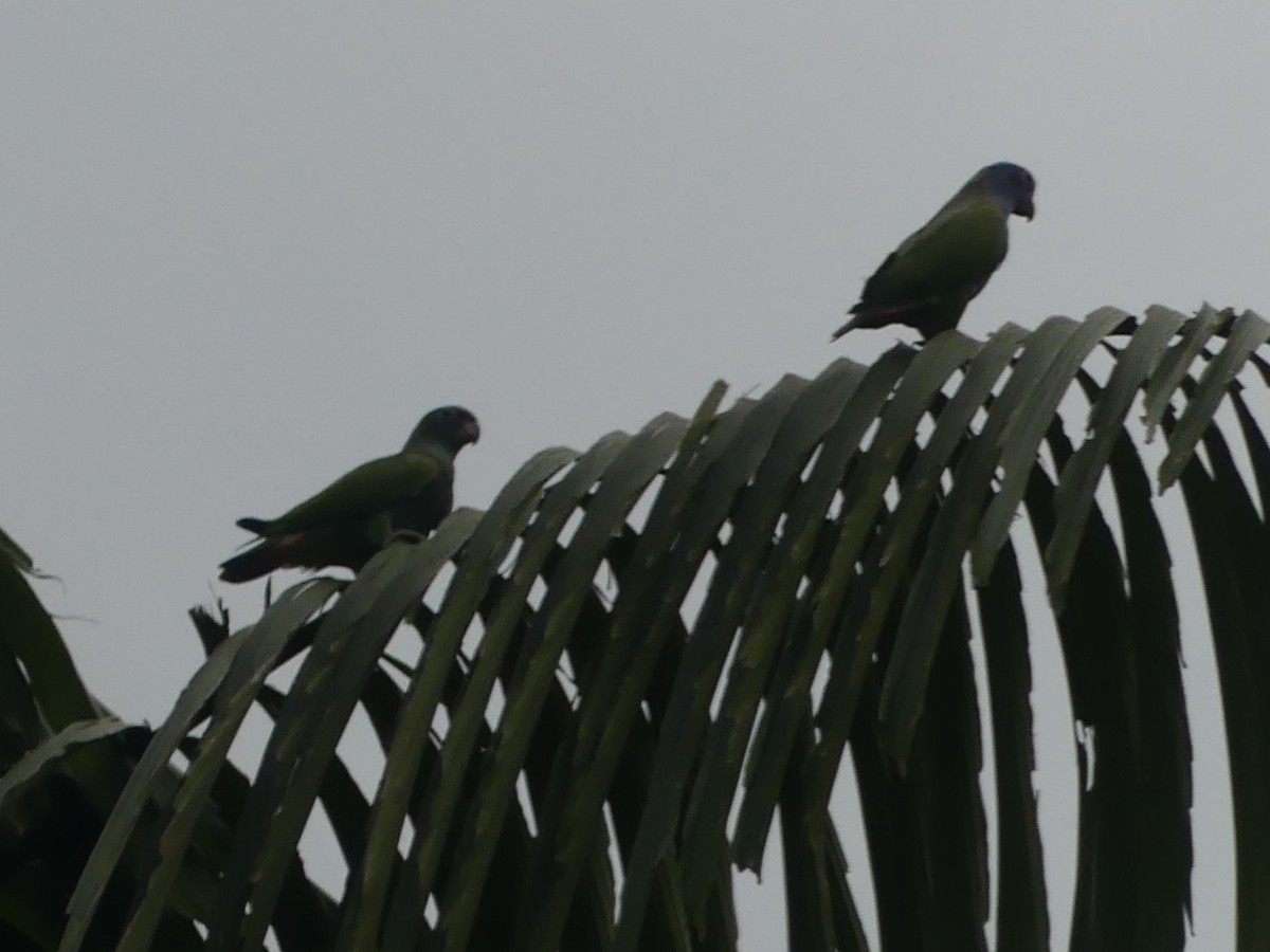eBird Checklist - 26 Feb 2020 - Cabañas Yankuam and Tepui Trail - 25 ...
