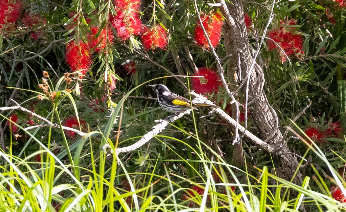 eBird Australia Checklist - 10 Dec 2023 - Loveday Cove (Lake Cooby ...