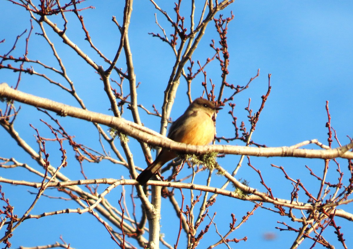 eBird Checklist - 9 Dec 2023 - SLO/Turri Road East - 23 species