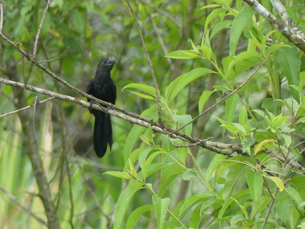 eBird Checklist - 27 Feb 2020 - Road between Paquisha and the Santa ...