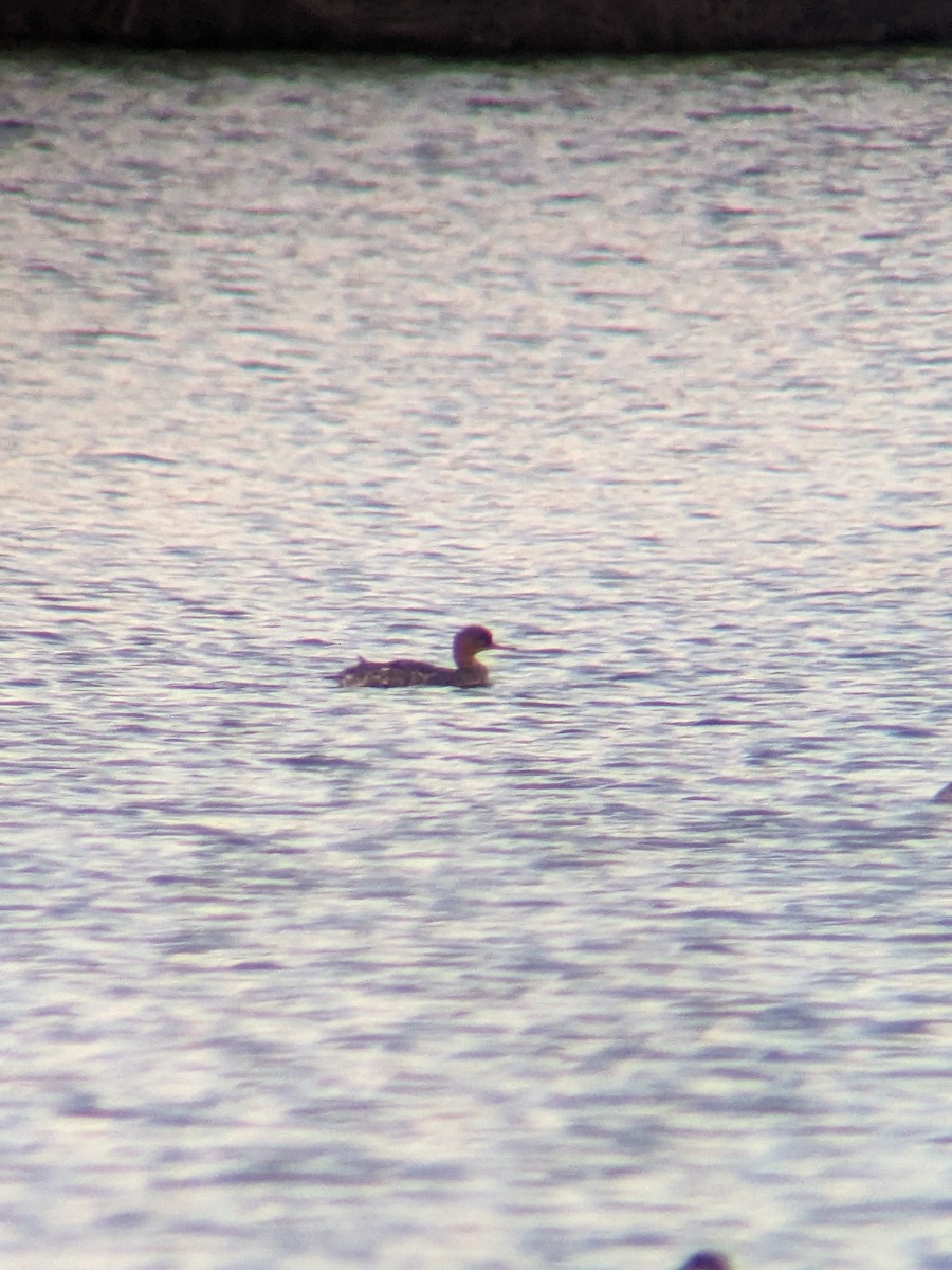 eBird Checklist - 8 Dec 2023 - Struble Lake - 28 species (+3 other taxa)