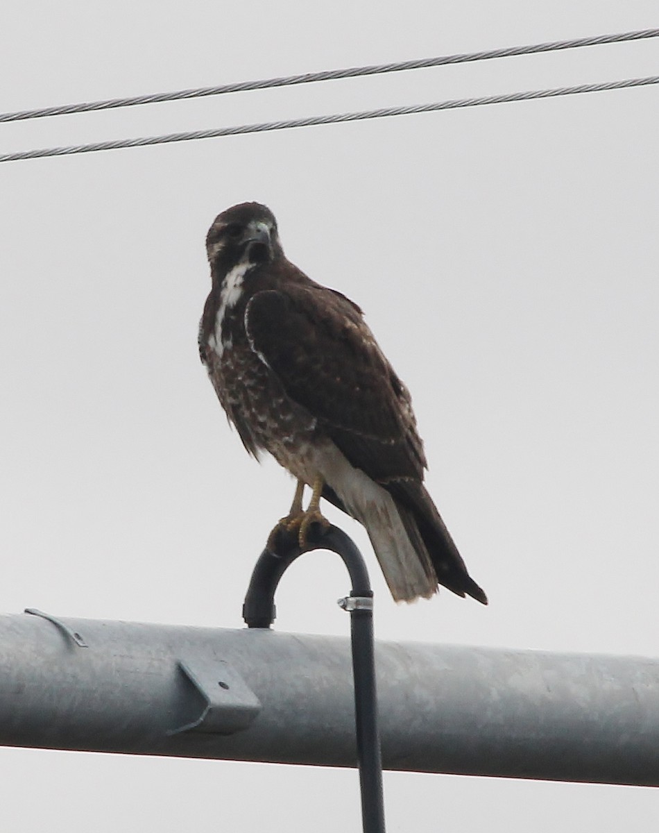 eBird Checklist - 9 Dec 2023 - Uvalde County-Knippa Farmlands CR101 ...