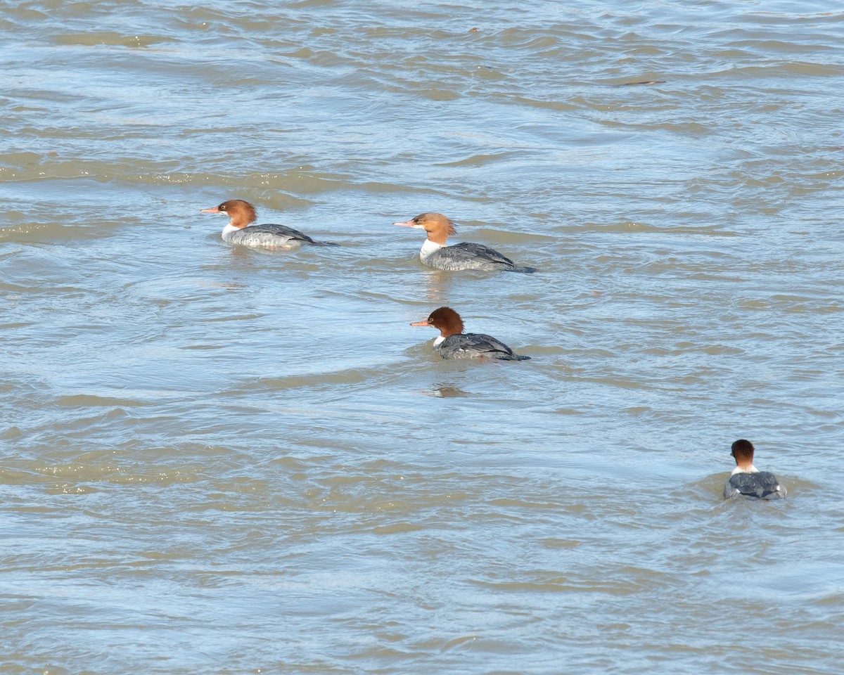 eBird Checklist - 8 Dec 2023 - Confluence Park - 28 species