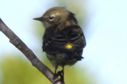 eBird Checklist - 7 Dec 2023 - Perico Preserve - 23 species