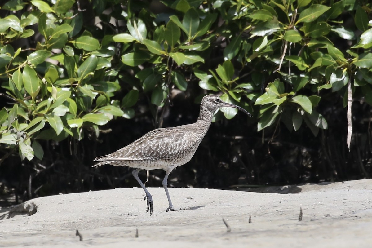eBird Australia Checklist - 10 Dec 2023 - Black Neds Bay ,Swansea. - 16 ...