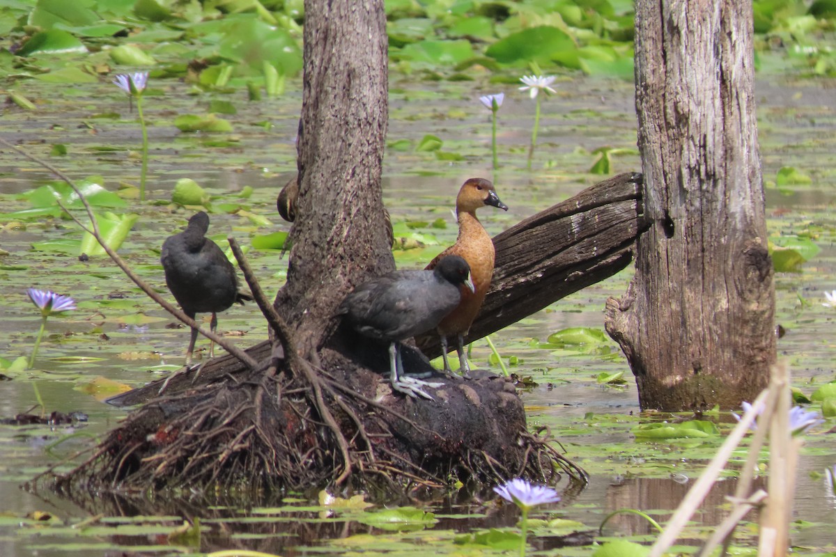 eBird Checklist - 10 Dec 2023 - Cattai Wetlands - 61 species