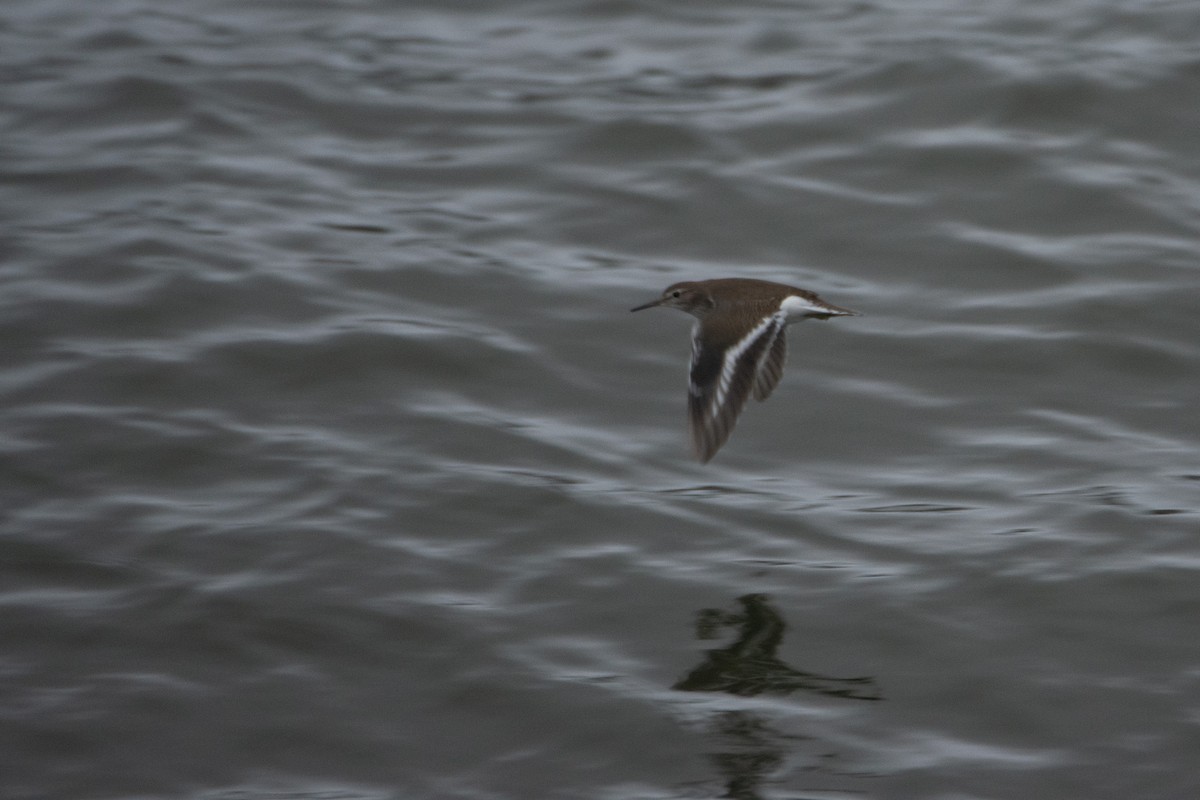 eBird Checklist - 9 Dec 2023 - RNL Estuário do Douro--área geral - 40 ...