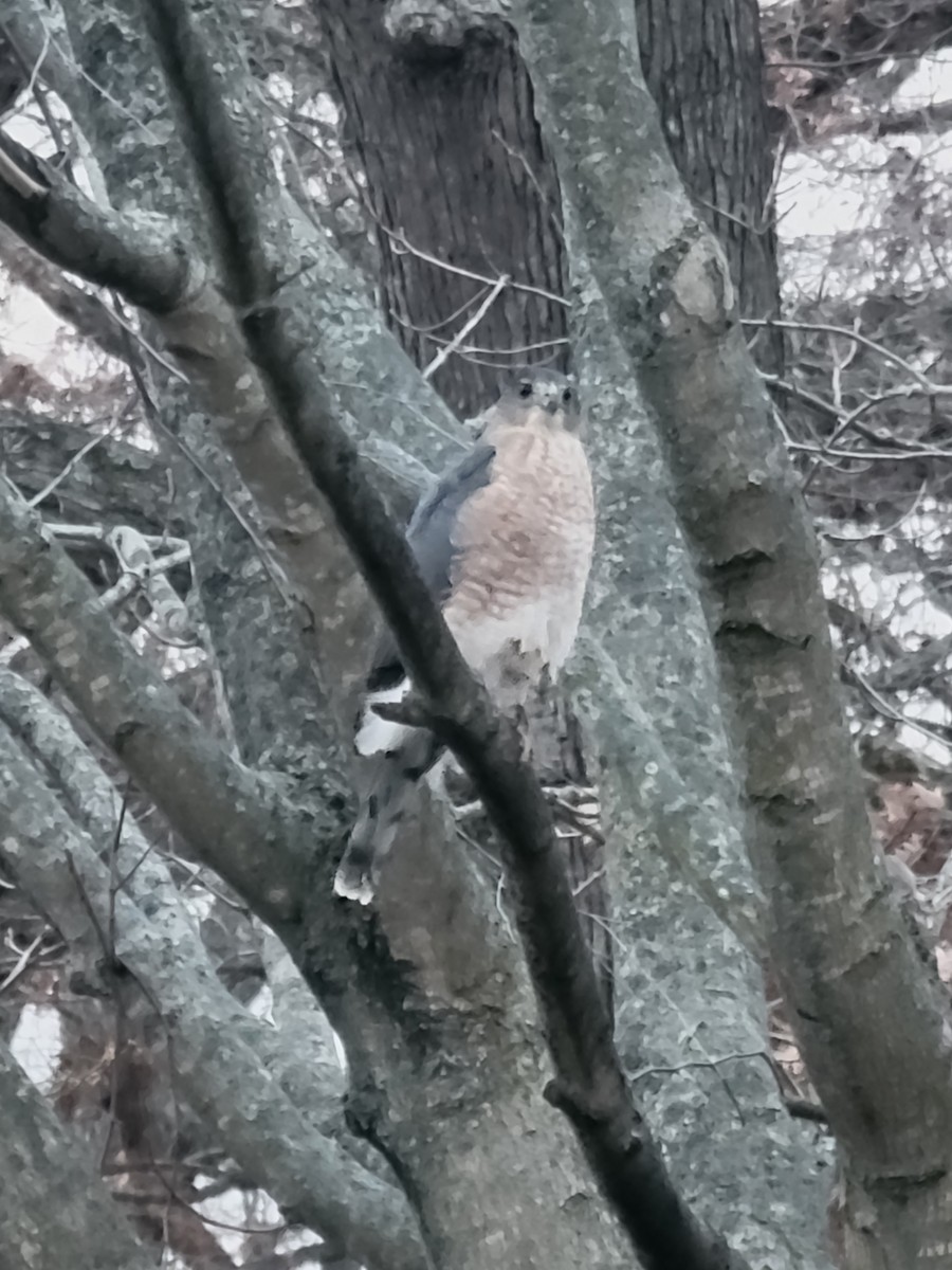 eBird Checklist - 10 Dec 2023 - home - 19 species