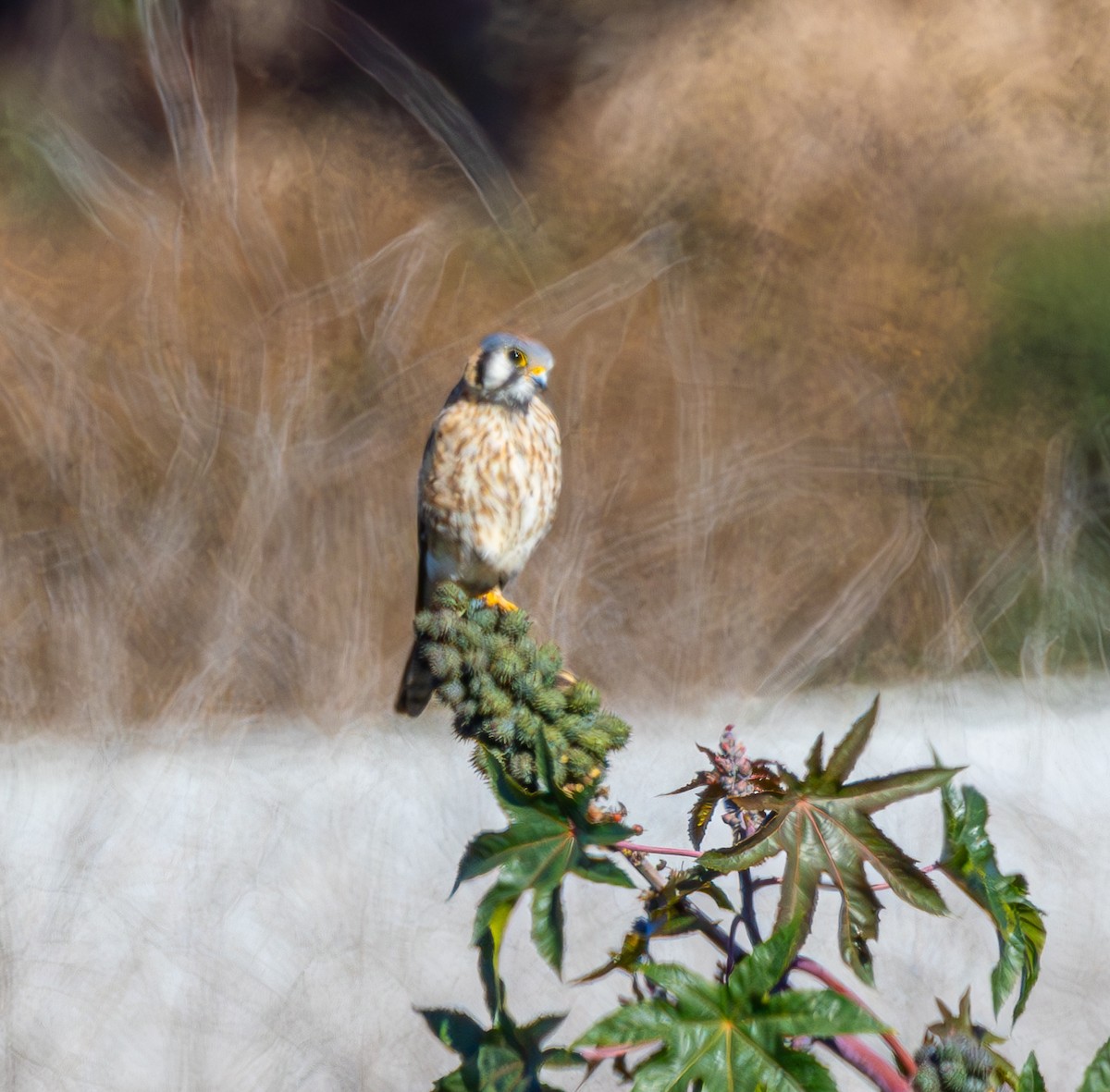 eBird Checklist - 8 Dec 2023 - Quail Hill Preserve - 17 species