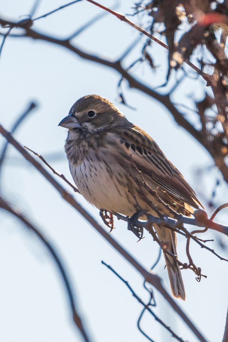 eBird Checklist - 10 Dec 2023 - India Road (SW of Wolf Springs Rd ...