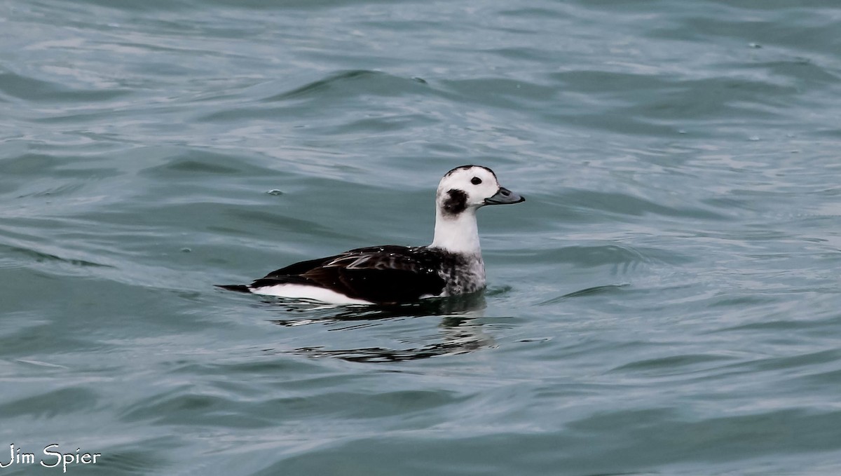 eBird Checklist - 6 Dec 2023 - Michigan City Harbor - 3 species