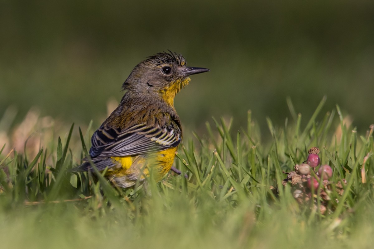 Reinita de Magnolia x Coronada (híbrido) - eBird