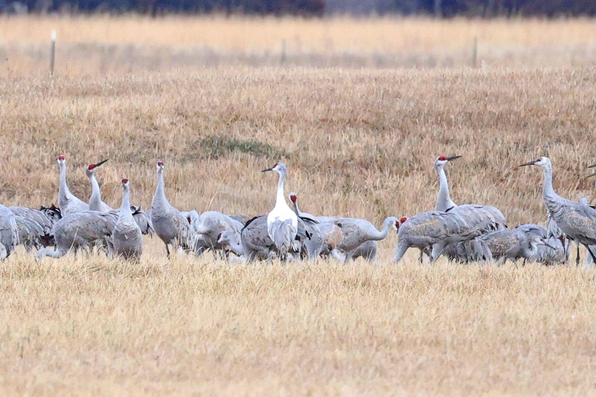 eBird Checklist - 3 Dec 2023 - W. Shoemaker Island Rd - 4 species