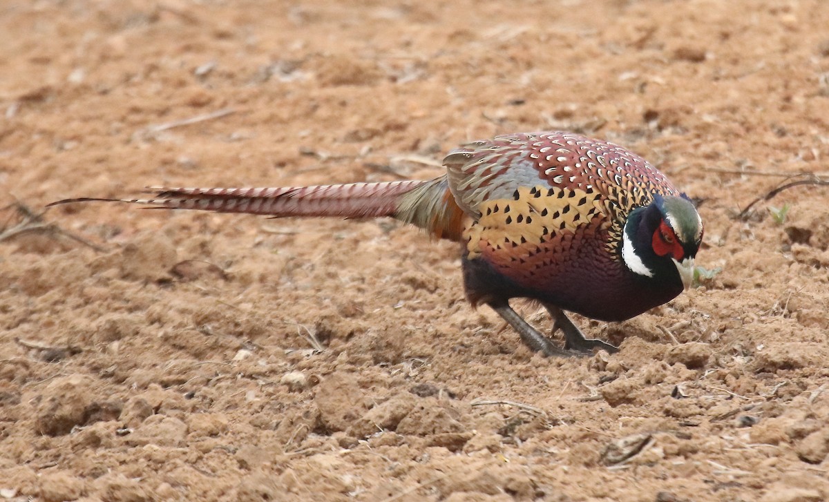 eBird Checklist - 26 Nov 2019 - 南矶山 (Nanjishan) - 2 species