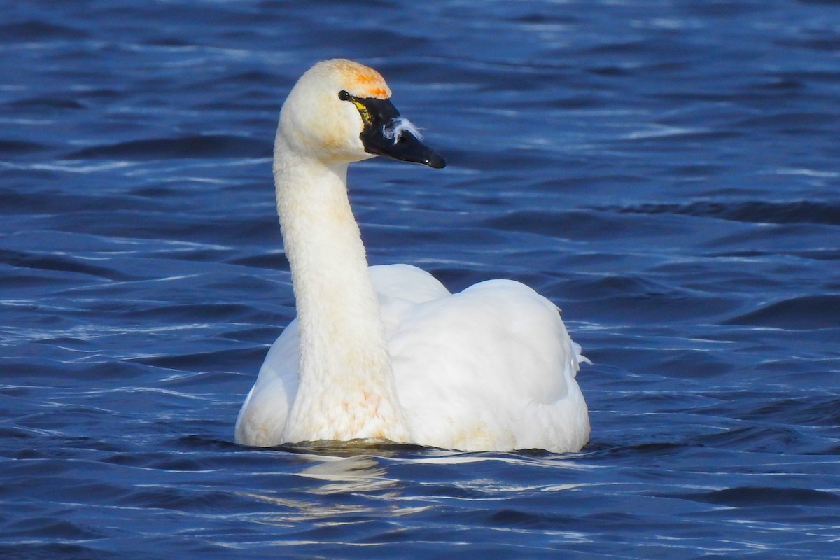 eBird Checklist - 10 Dec 2023 - Mackay Island NWR - 48 species
