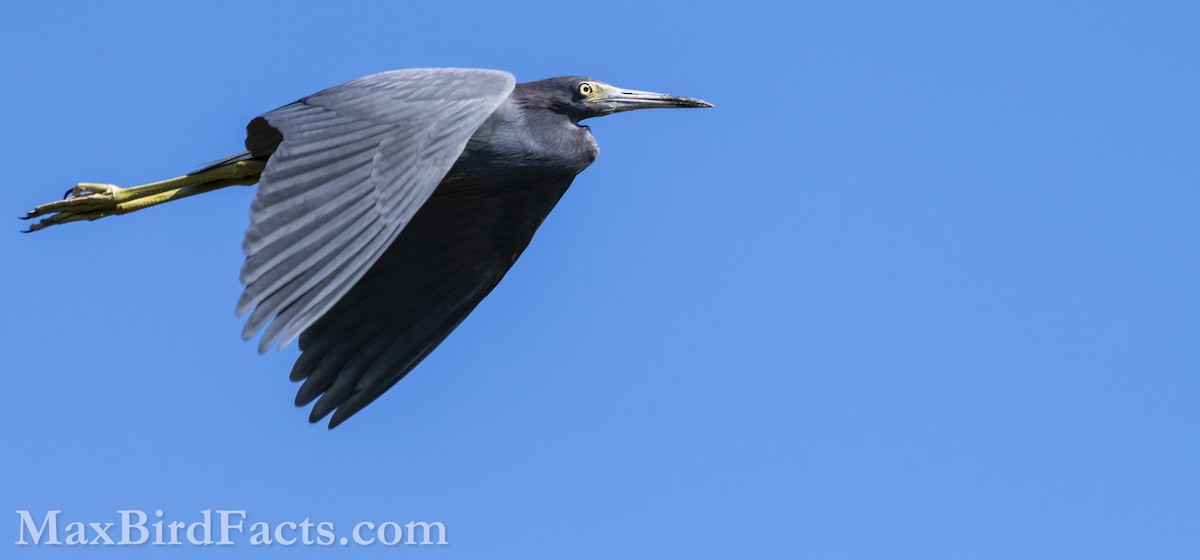 eBird Checklist - 9 Dec 2023 - Ocala Wetland Recharge Park - 45 species ...