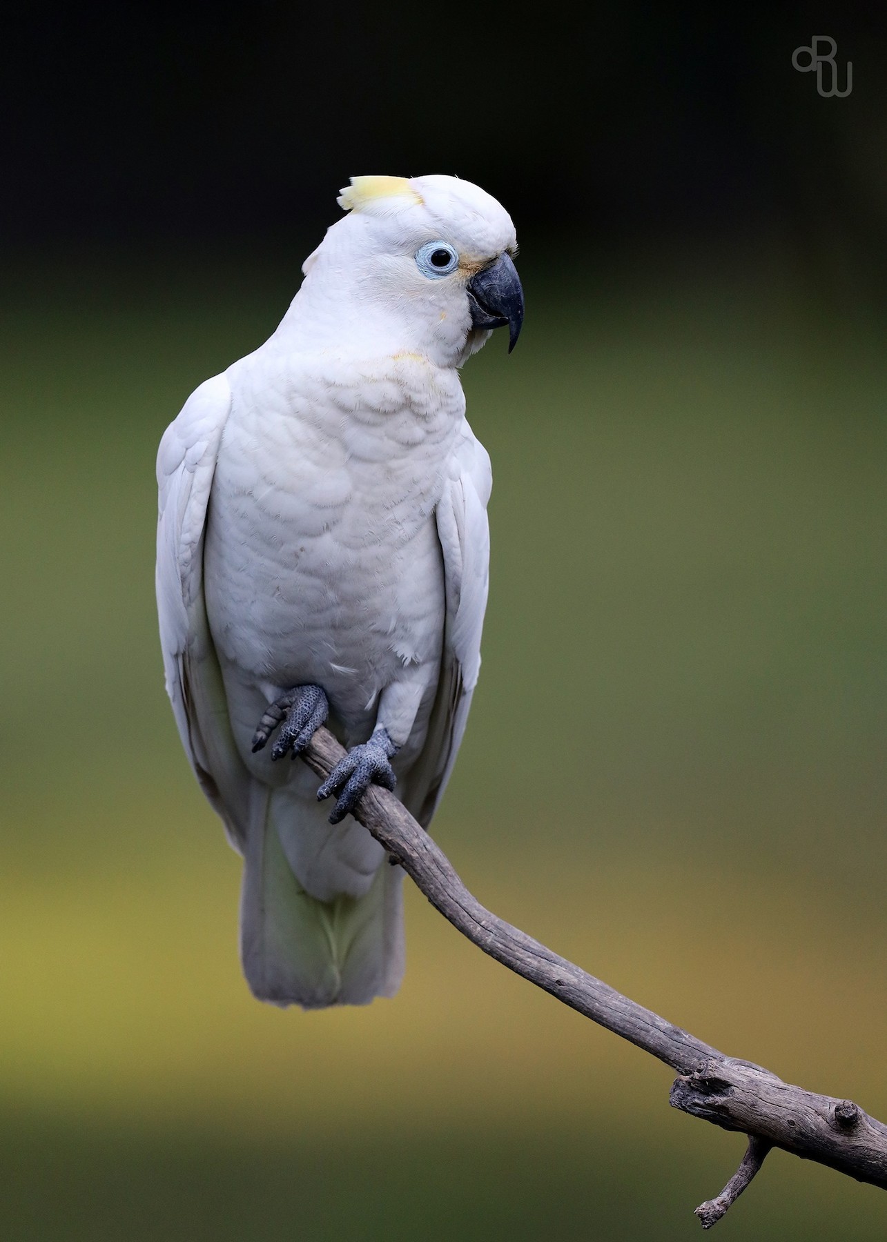 Little Corella x Sulphur-crested Cockatoo (hybrid) - eBird