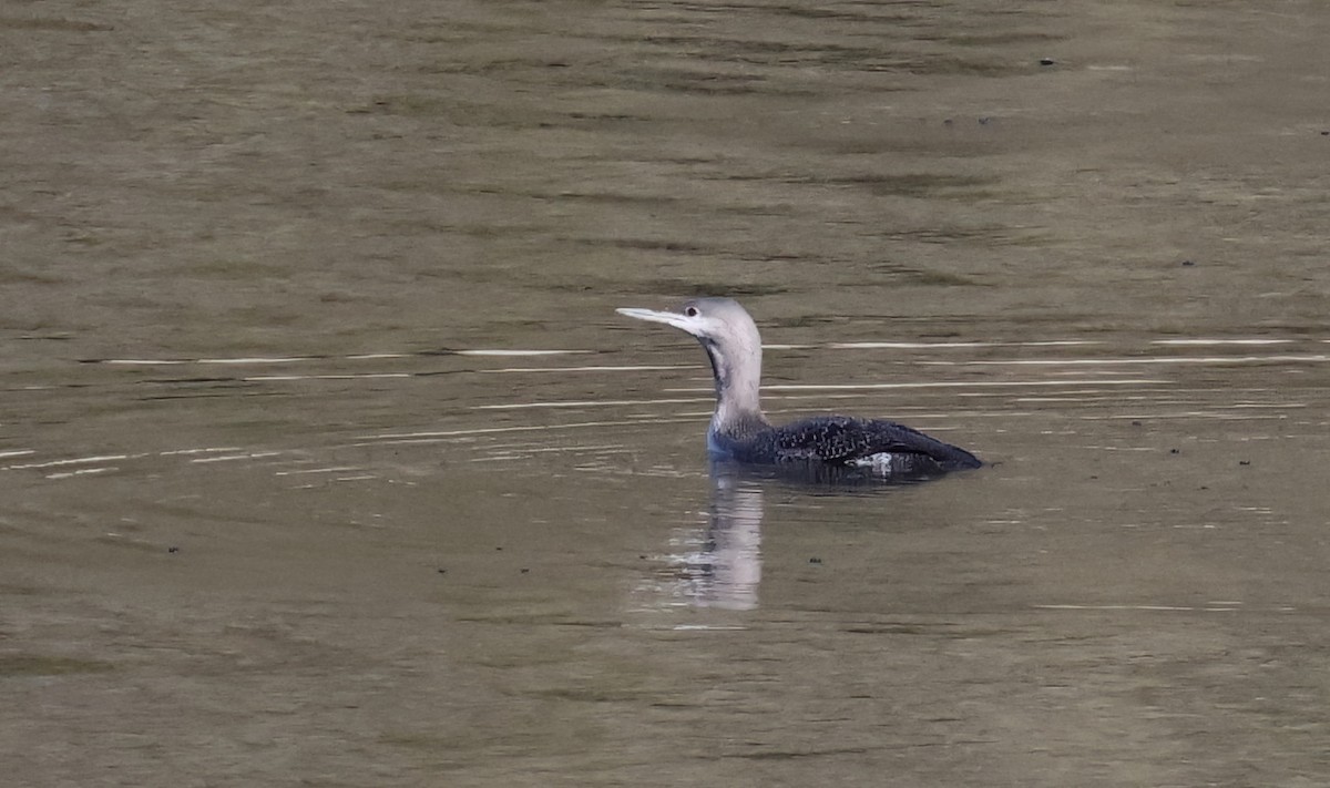 eBird Checklist - 10 Dec 2023 - Silverwood Lake - 45 species (+2 other ...