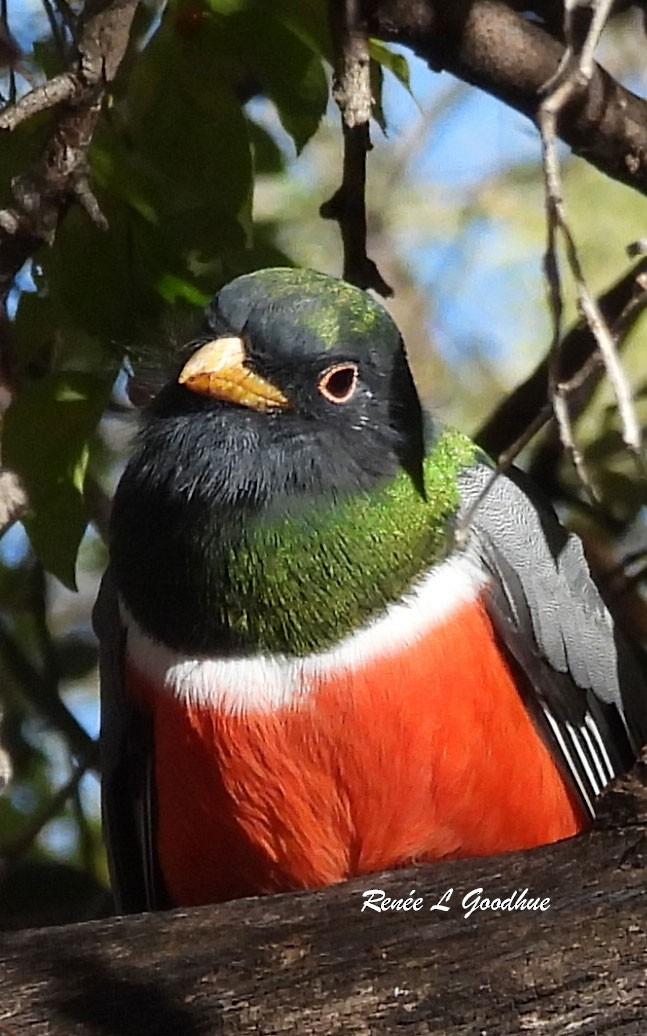 eBird Checklist - 8 Dec 2023 - Madera Canyon--Proctor Rd. - 3 species ...