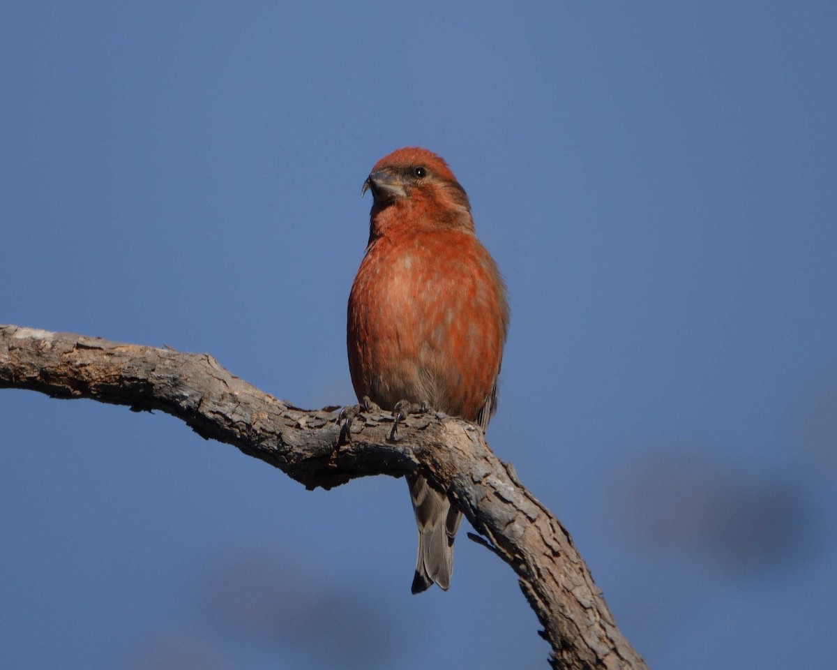 eBird Checklist - 10 Dec 2023 - Allan Hancock College - 15 species