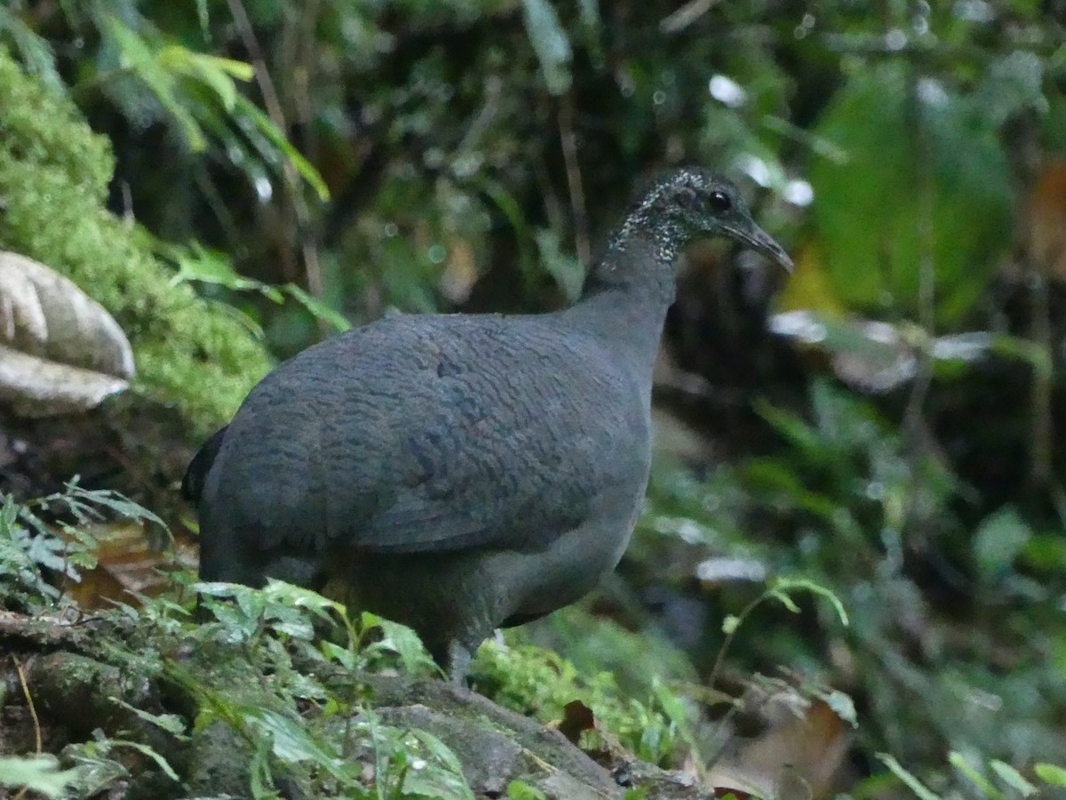 eBird Checklist - 28 Feb 2020 - Copalinga Lodge - 2 species