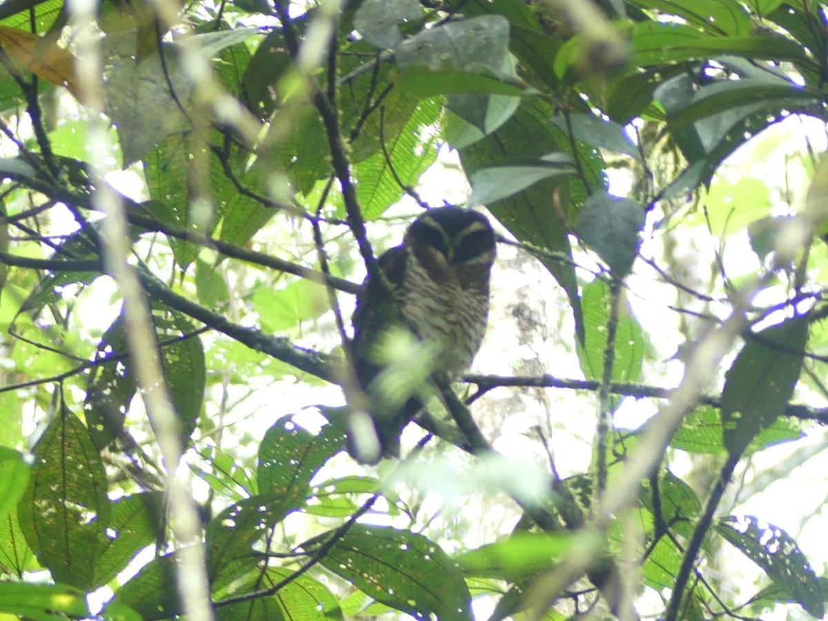 eBird Checklist - 29 Feb 2020 - Antigua Carretera Loja-Zamora (Old Loja ...